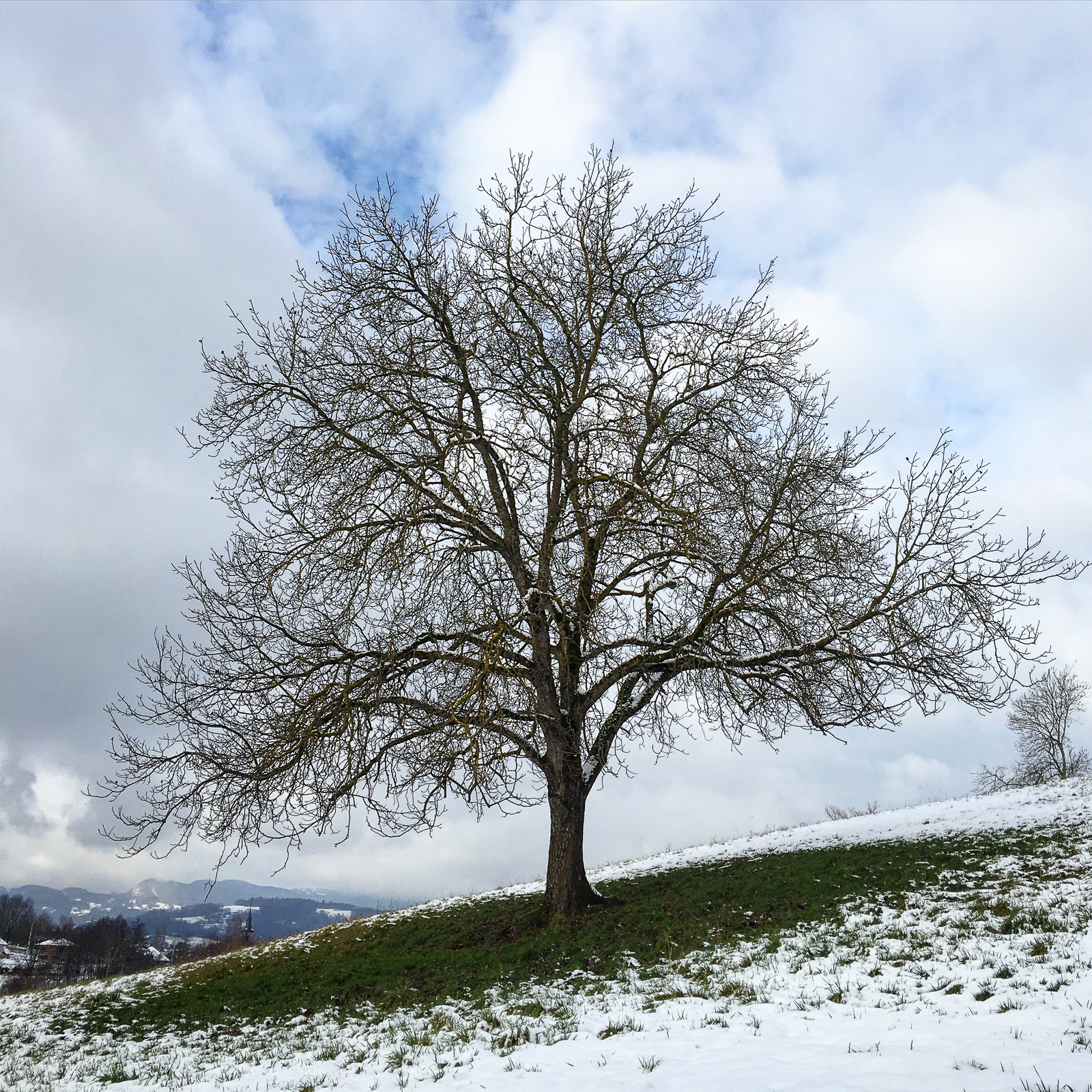 Arbre solitaire - YaPasFoto